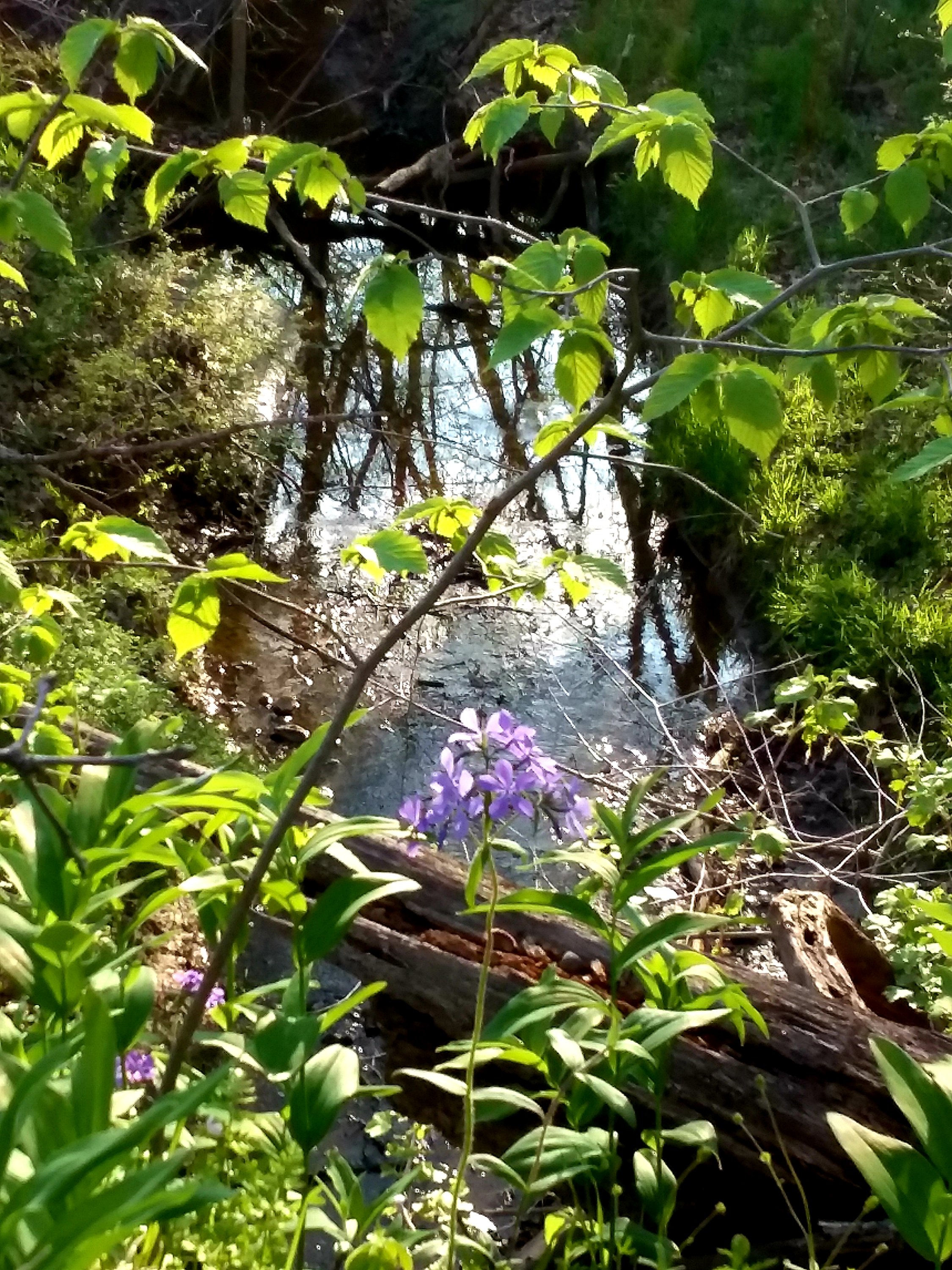 Sprinkles.. | We Roar For KennyBug!